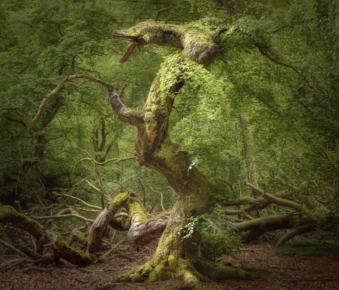 Forest Lights & Seascapes – Kliger Gallery